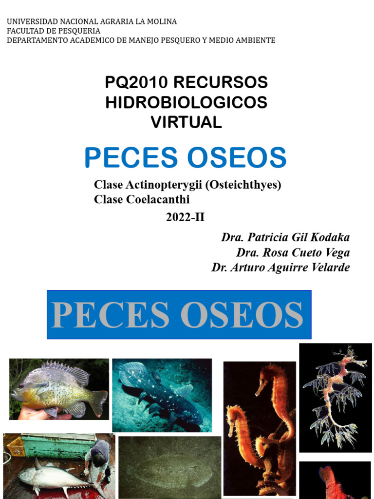 Peces Óseos del Perú: Clasificación y Pesquería | PDF
