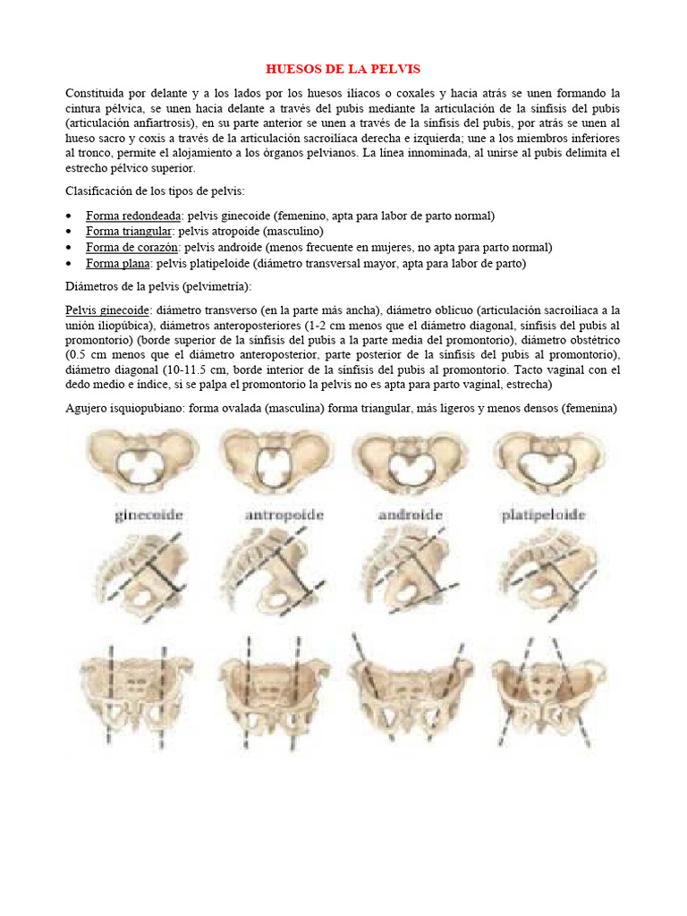 Anatomía y Tipos de Pelvis Humana | PDF | Salud y bienestar | Ciencia y ...