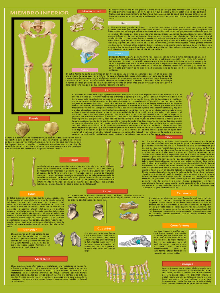 Miembro Inferior | PDF | Sistema musculoesquelético | Sistema esquelético