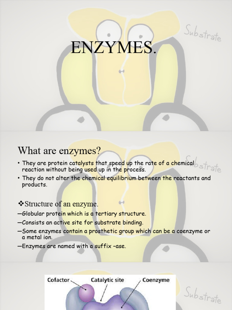 Understanding Enzymes: Functions & Properties | PDF | Wellness ...