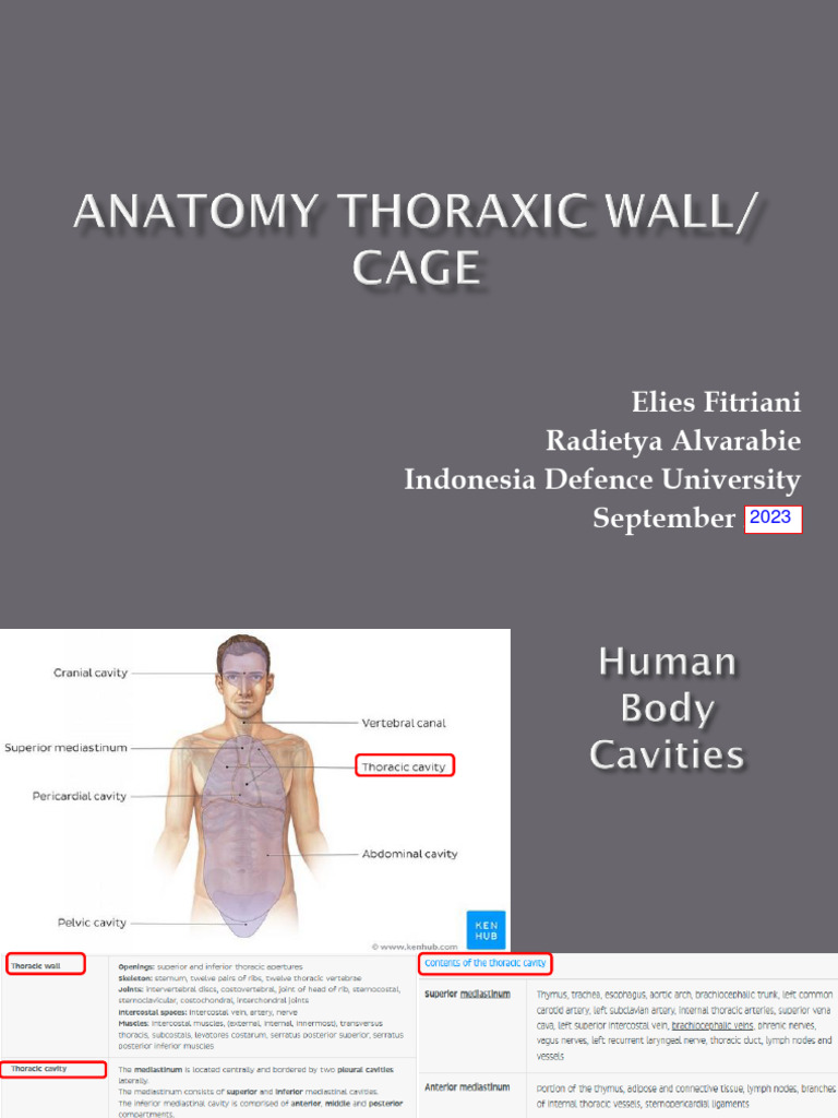 Anatomi_dinding thorax_Elies Fitriani | PDF
