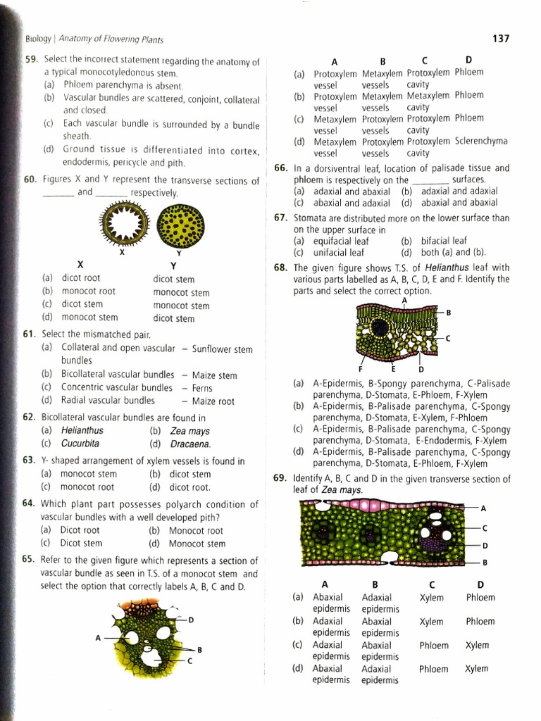 Pyq Bio Anatomy in Flowering Plant Human Reproduction-3 | PDF