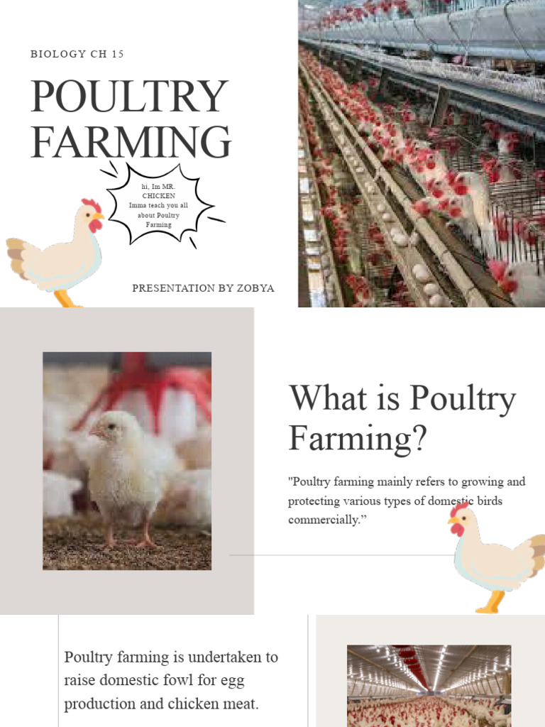Poultry Farming | Download Free PDF | Poultry | Chicken