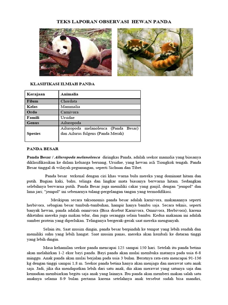 Teks Laporan Observasi Hewan Panda | PDF | Griya & Taman