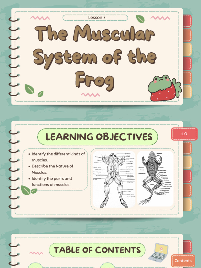 Frog Muscular System Guide | PDF | Vertebra | Anatomical Terms Of Motion
