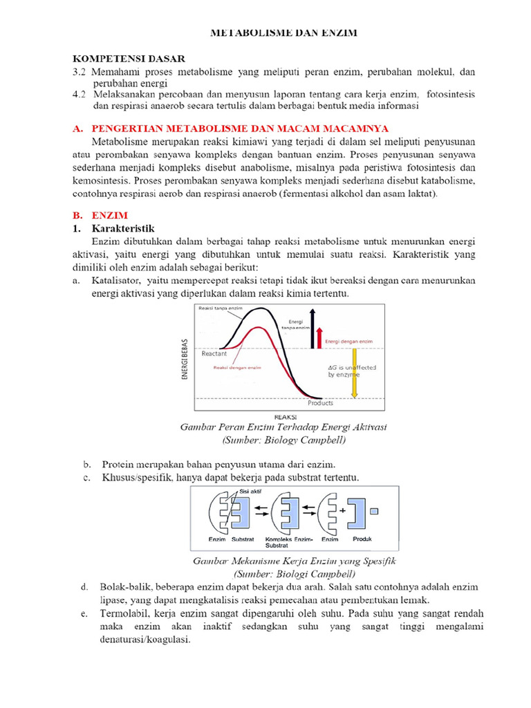 Ringkasan Materi Enzim | PDF