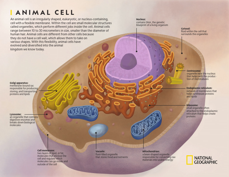 Animal Cell | Download Free PDF | Cell (Biology) | Organelle