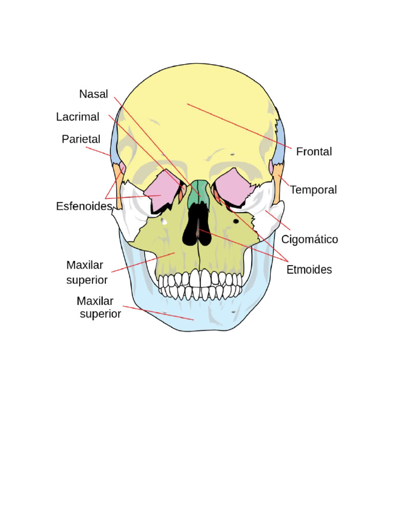 Anatomia de Hum | PDF