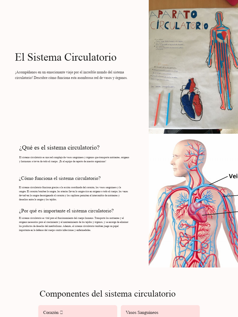 El Sistema Circulatorio | PDF | Sistema circulatorio | Sangre
