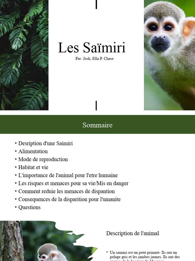 Les Saimiri Projet copy | PDF