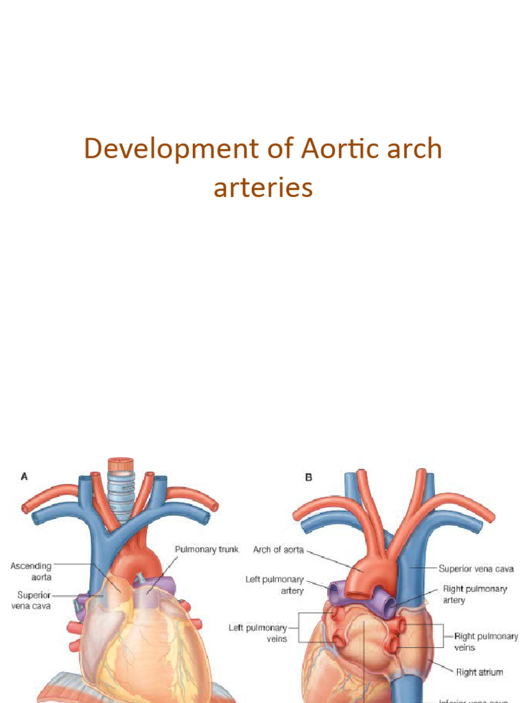 Development of Aortic Arch Arteries | PDF