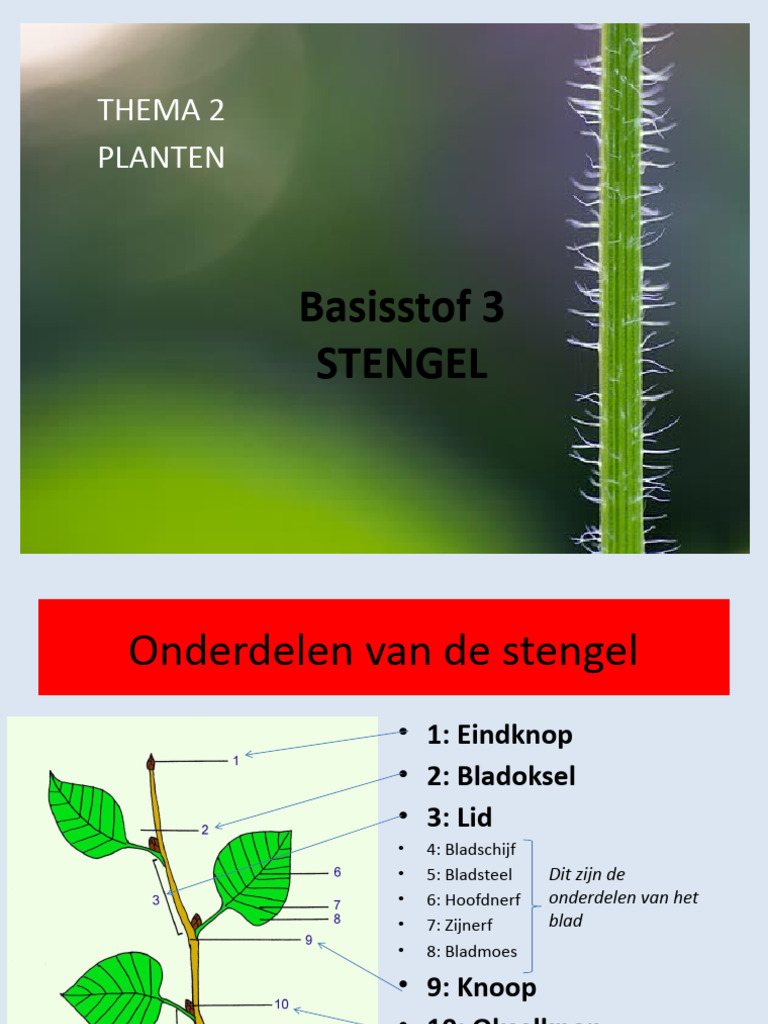 Stengels Les 3 | PDF