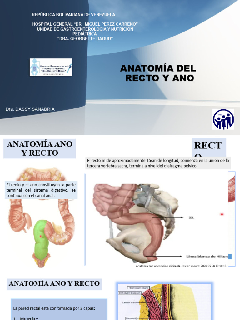 Anatomía Del Recto y Ano | PDF