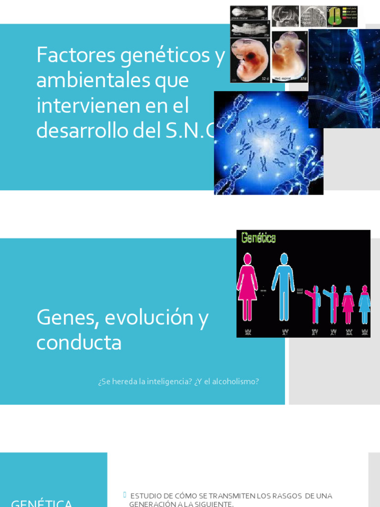 FACTORES GENETICOS | PDF | Adn | Gene