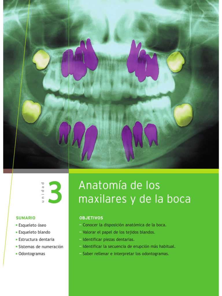 Odontograma Universal y Anatomía Bucal | PDF | Articulación | Diente