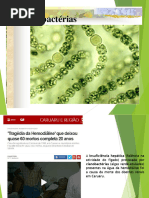 Características e Importância das Cianobactérias | PDF | Cianobactéria ...