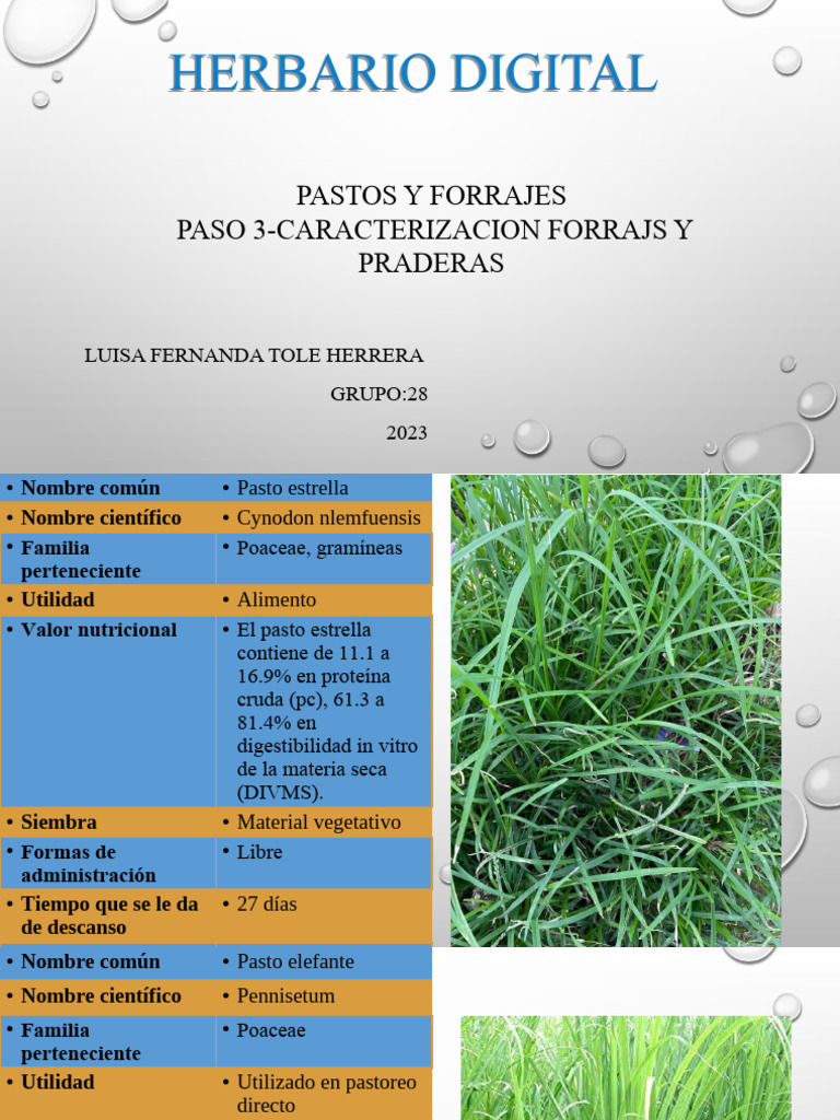 Herbario Digital | Descargar gratis PDF | Pasto | Nutrición