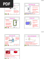 Specialised Animal Cells - Living Organisms - KS3 Biology - BBC ...