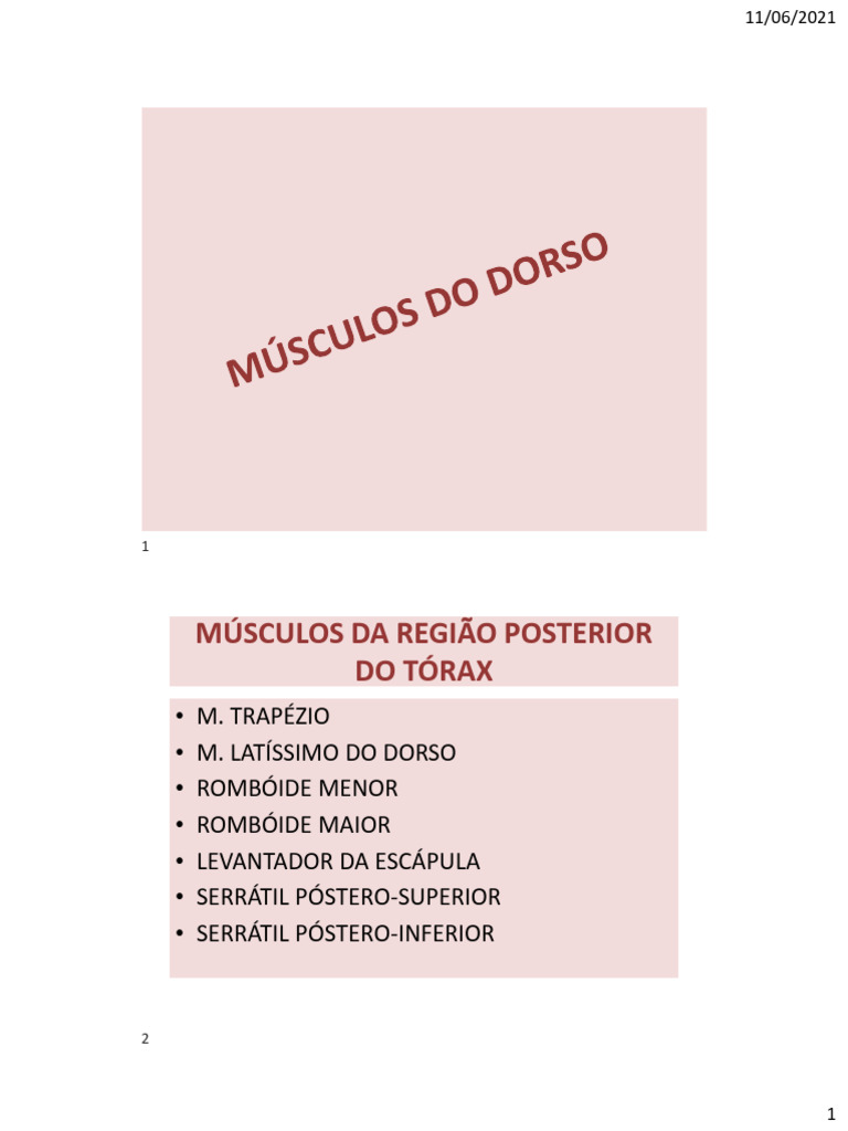 Músculos Do Dorso | PDF | Coluna vertebral | Anatomia humana