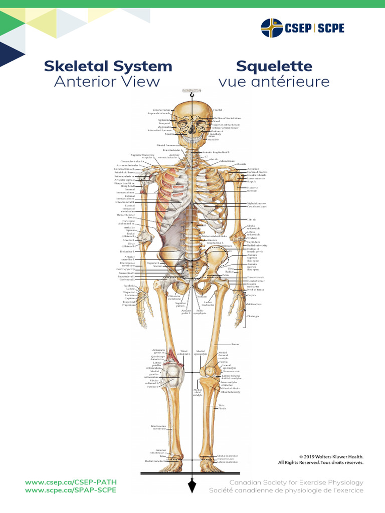 Poster01 Skeletal-System-Anterior Ledger11x17 | Download Free PDF ...
