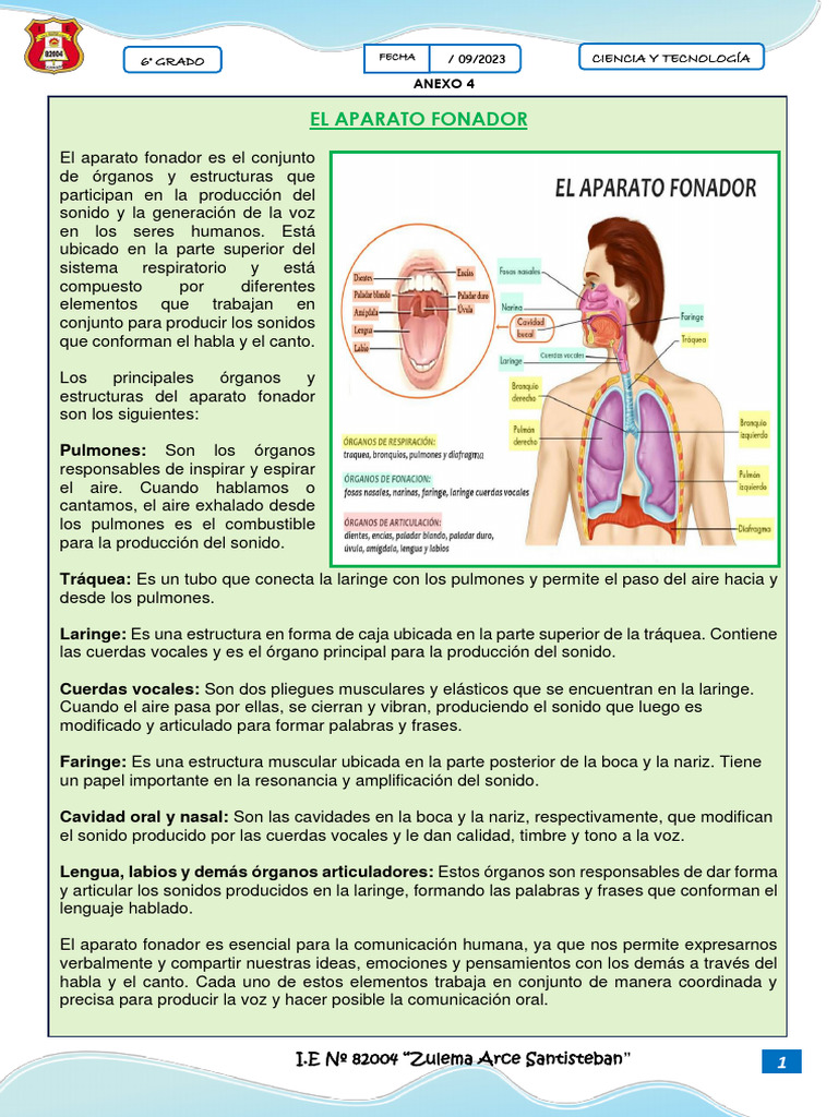 CyT.-CONOCEMOS COMO SE ORIGINA NUESTRA VOZ | PDF