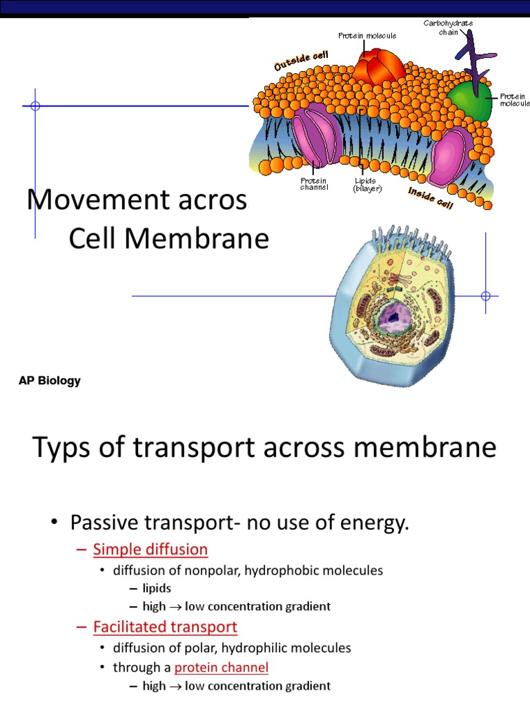 Cell Transport | PDF