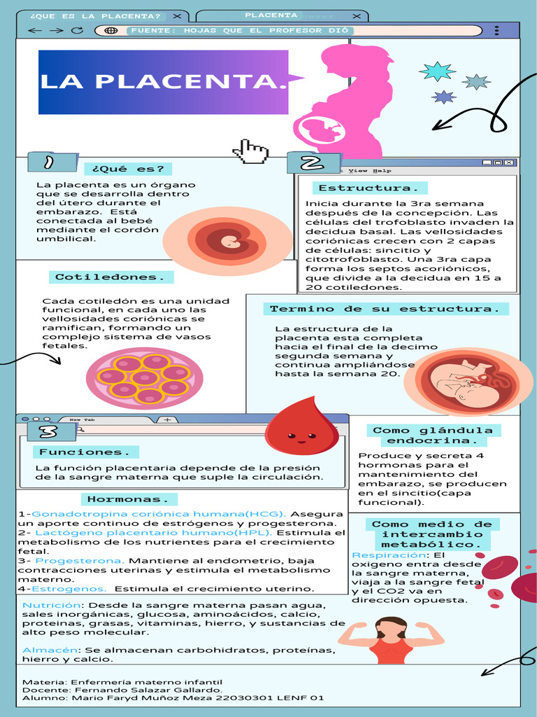 Infografia Sobre La Placenta. | PDF | Placenta | Reproducción