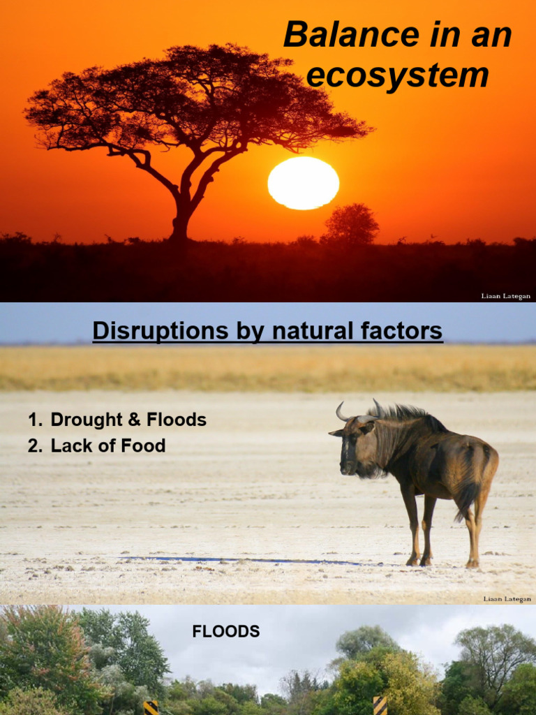 Balance in An Ecosystem | PDF