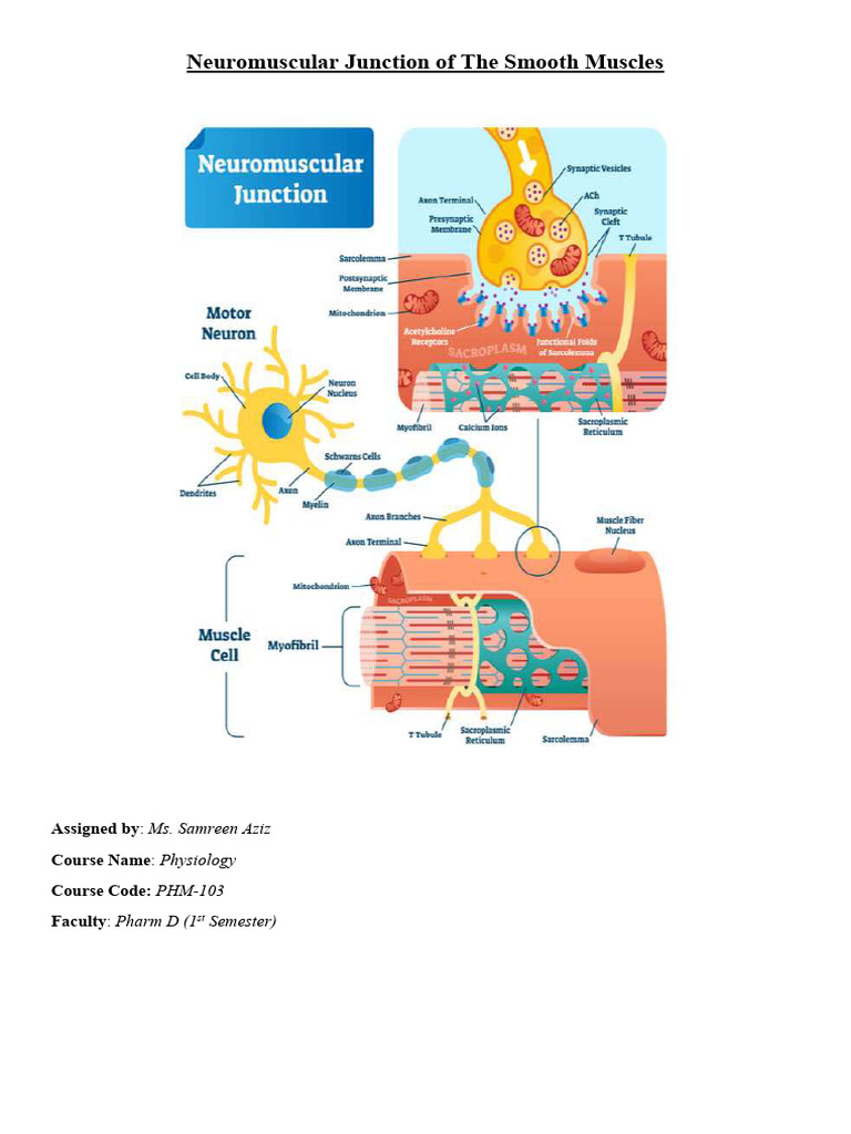 Neuromuscular Junction | PDF | Neuromuscular Junction | Muscle Contraction
