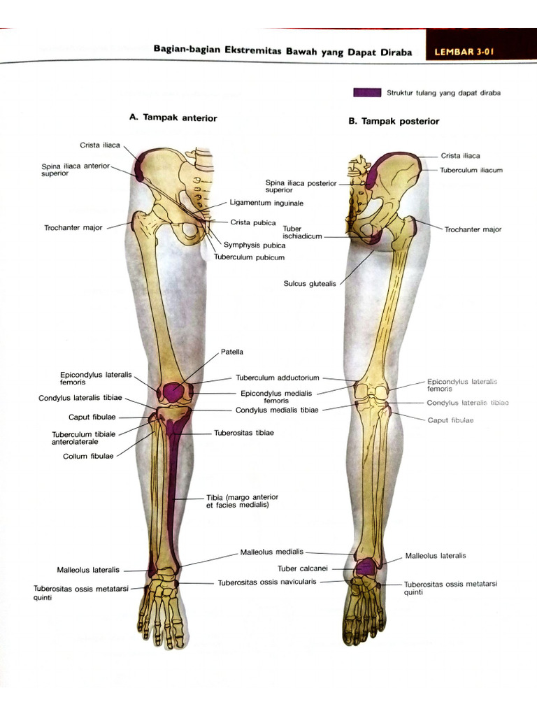 Anatomi Ekstremitas Bawah | PDF