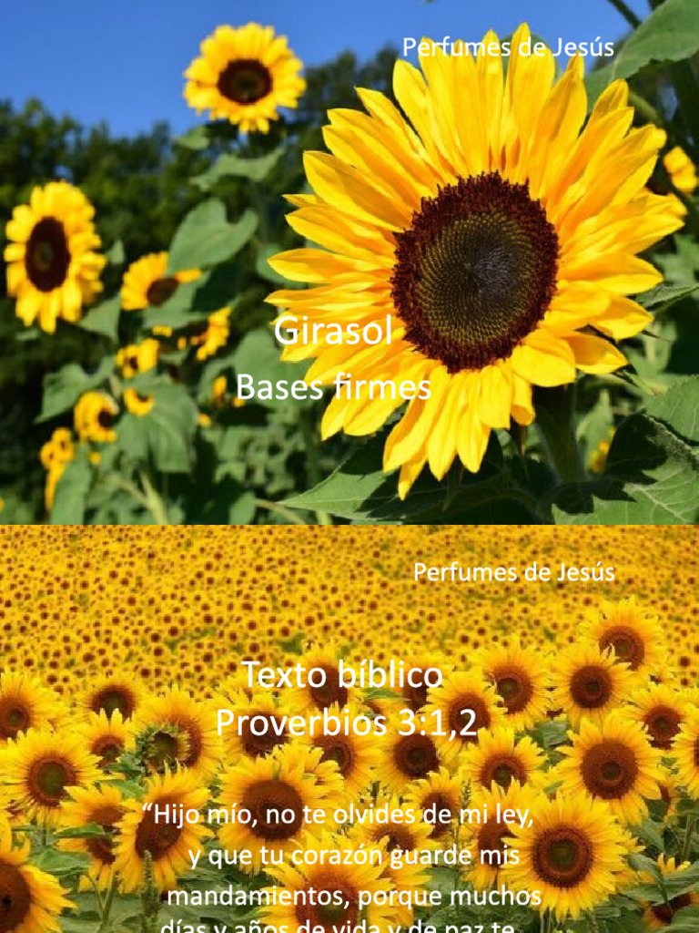 4 Girasol | PDF