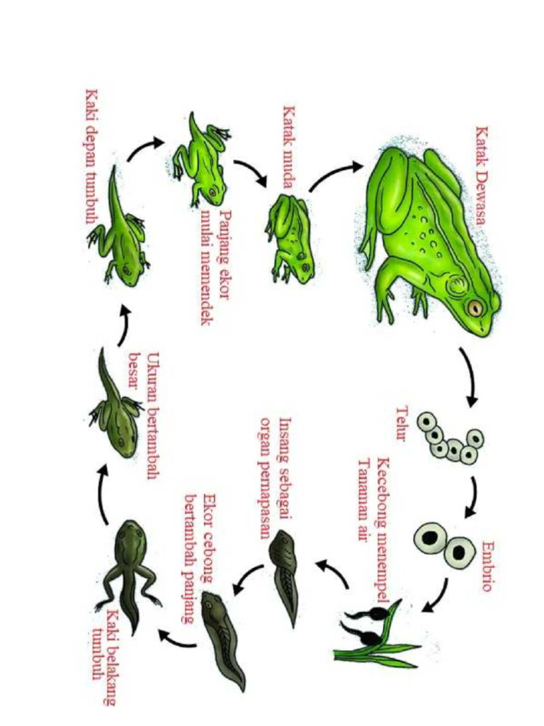 Metamorfosis Katak | PDF