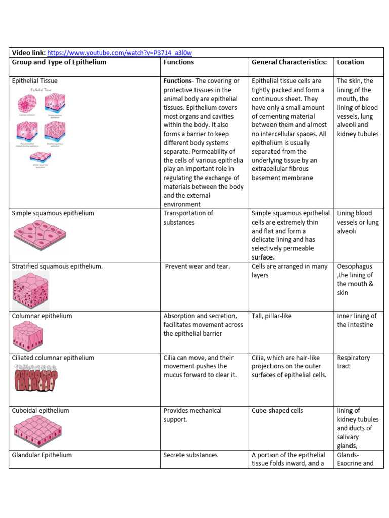 Epithelial Tissue - Study Material | PDF | Science & Mathematics