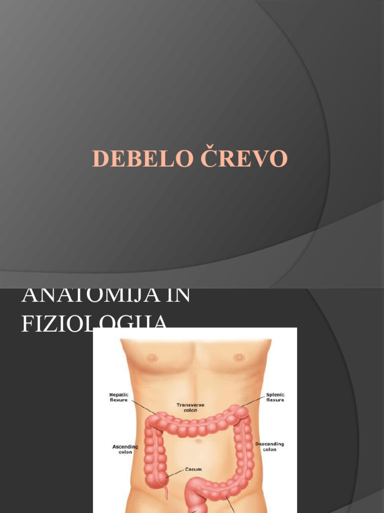 Ana Sno Debelo Crevo 01 Predstavitev | PDF