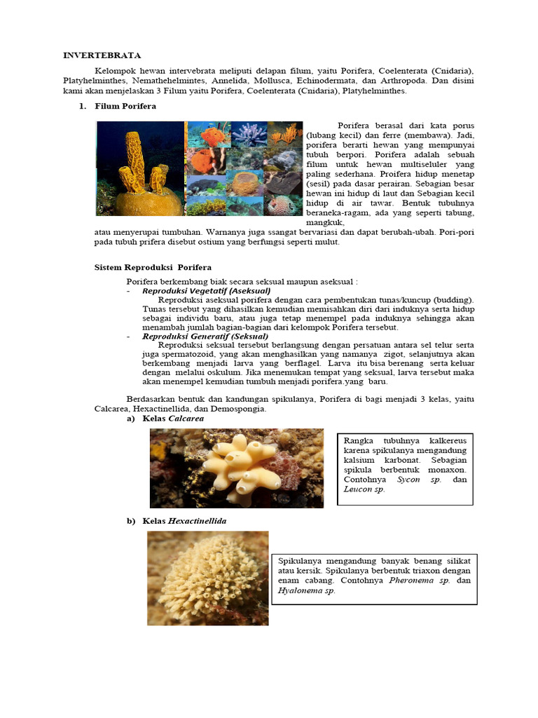 Klasifikasi dan Reproduksi Invertebrata | PDF | Kajian Bahasa Asing ...