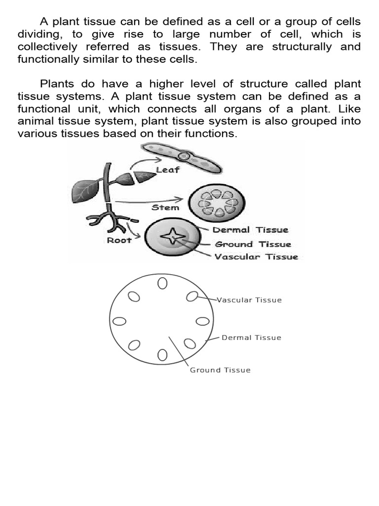 Info Sheets On Plant Tissues | PDF | Tissue (Biology) | Plant Stem