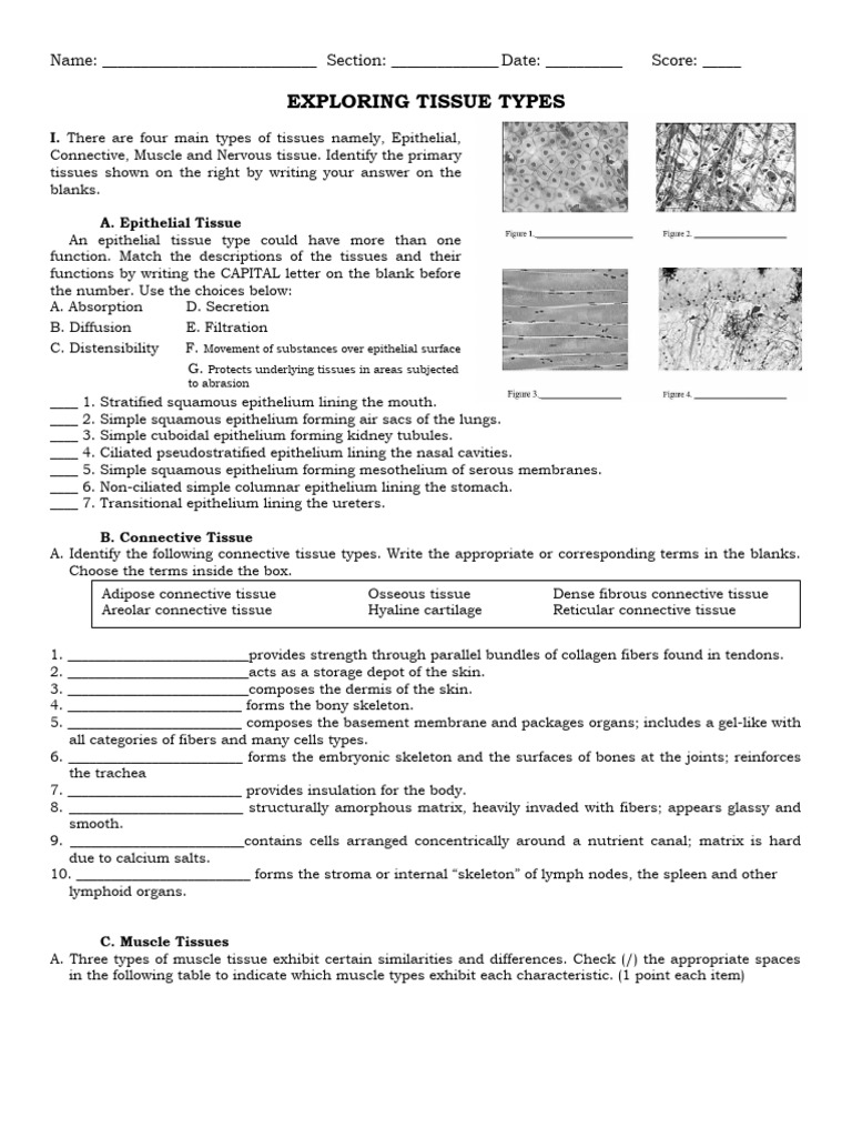 Worksheet On Tissues 1 | Download Free PDF | Epithelium | Connective Tissue
