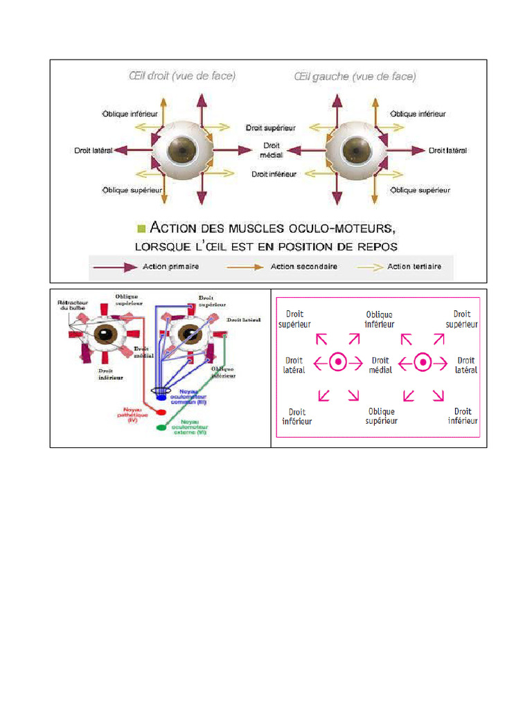 Muscles oculomoteurs | PDF