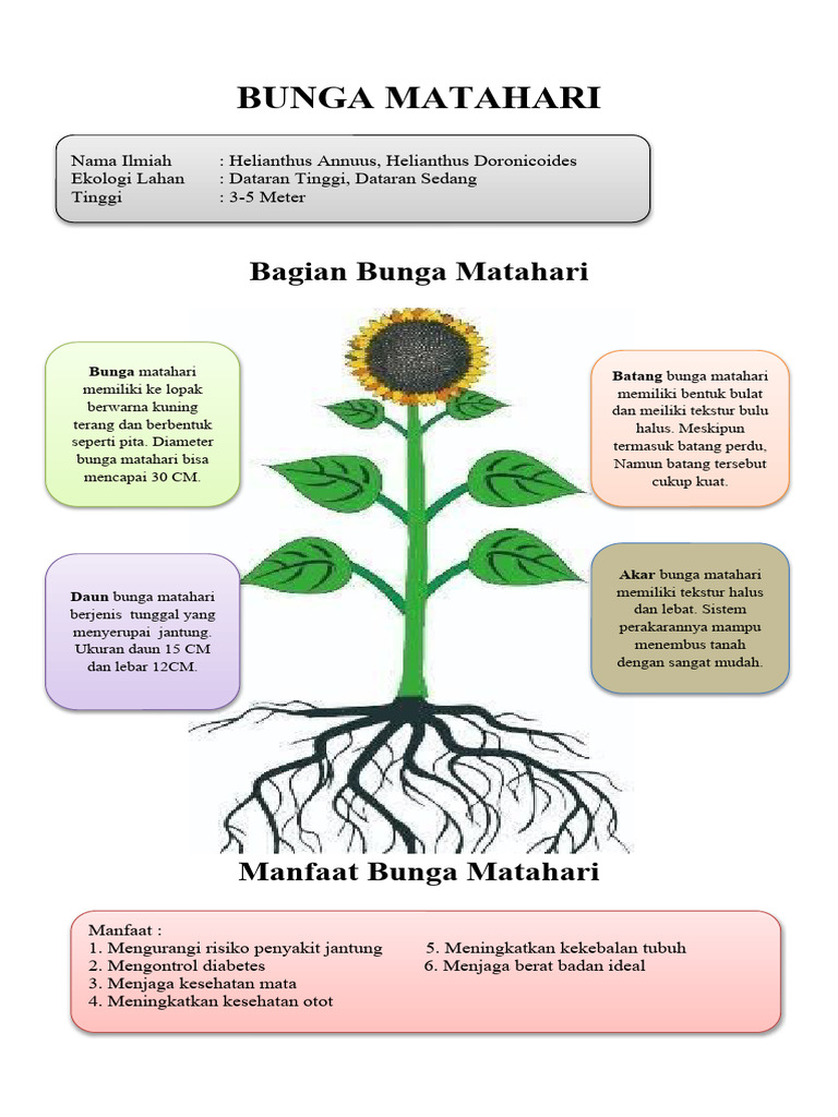 Tugas Bunga Matahari | PDF