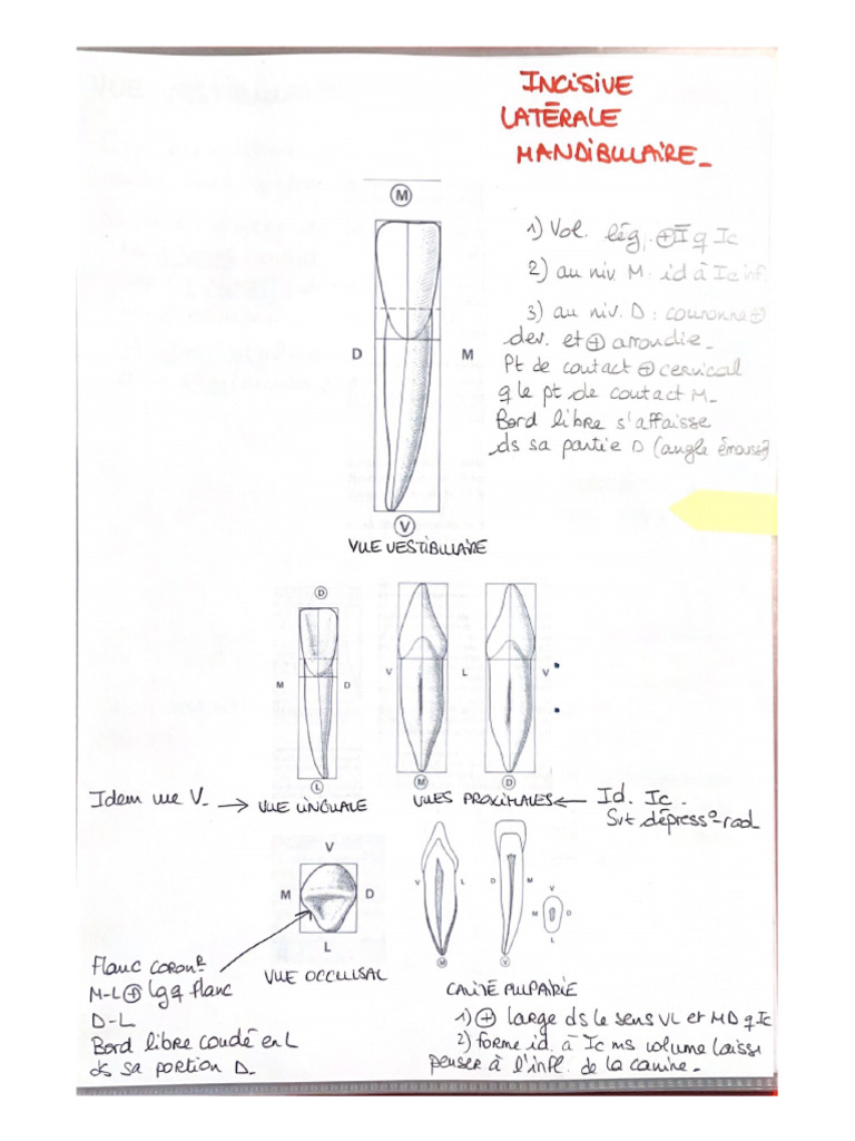 Incisive latérale mandibulaire | PDF Incisive latérale mandibulaire | PDF
