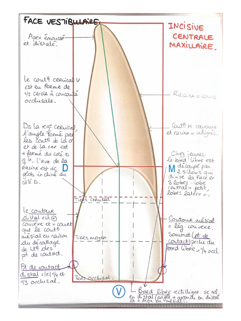Incisives Centrales Maxillaires | PDF