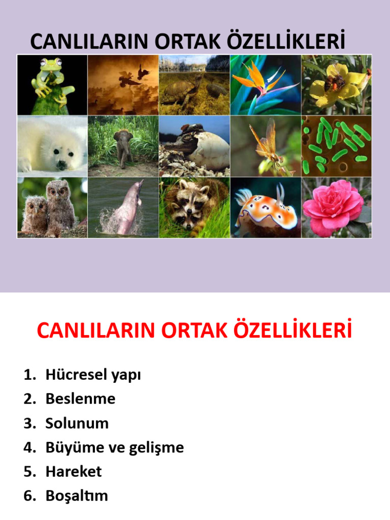 Canlıların Ortak Özellikleri | PDF