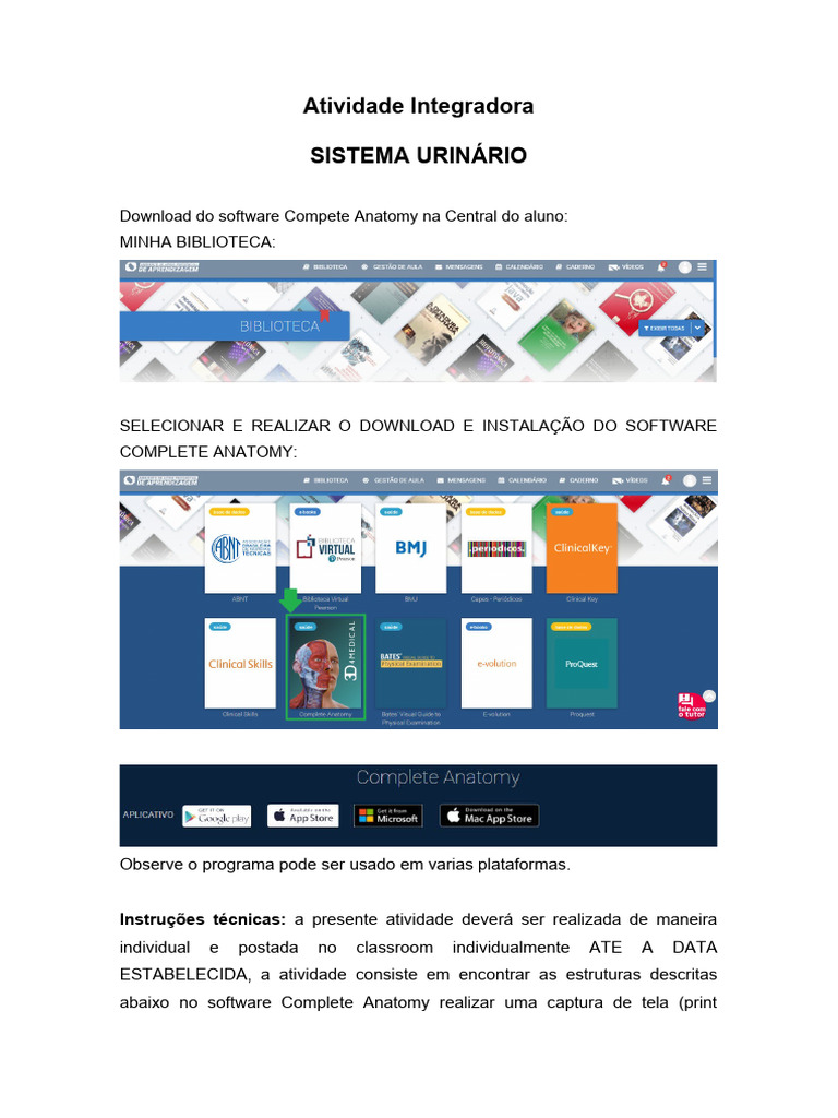 Atividade Integradora 1 BMF3 | PDF | Rim | Morfologia (Biologia)