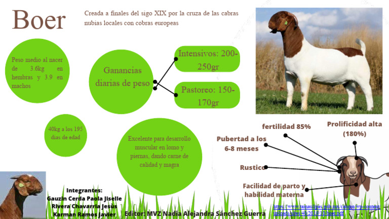 Raza Carnica Caprina (Boer) | PDF