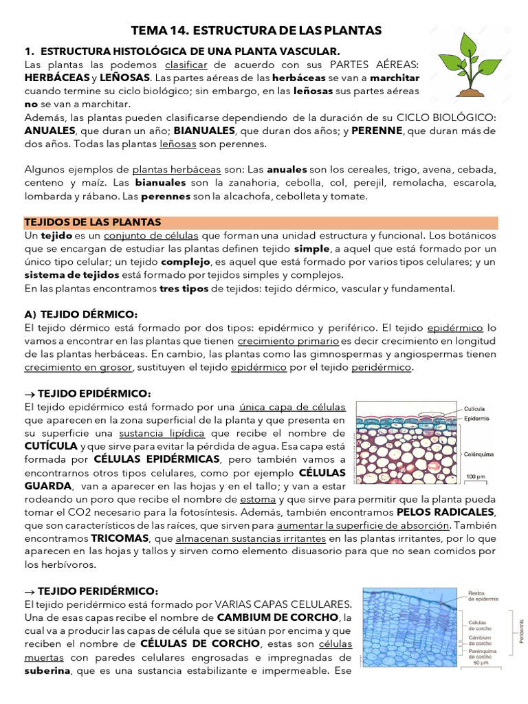 Tema 14. Estructura de Las Plantas | Descargar gratis PDF | Tallo de la ...