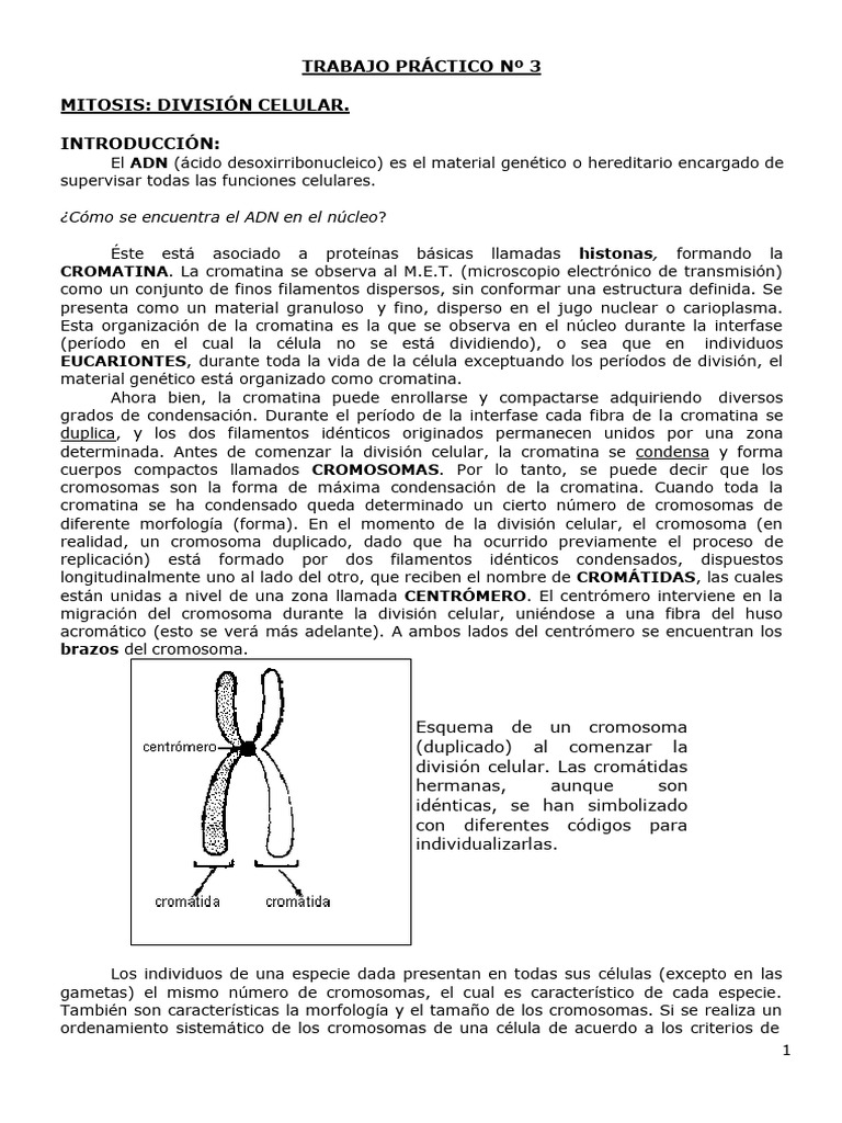 TP 3 CNBA - División Celular | PDF | Mitosis | Cromosoma
