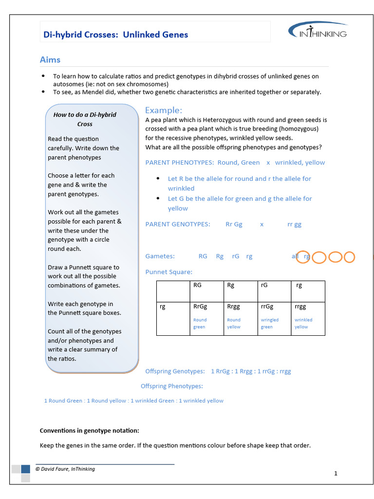 Dihybrid Crosses Qns Inthink v2 | PDF | Genotype | Dominance (Genetics)