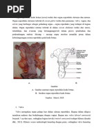 LAPRAK Morfologi Dan Anatomi Ayam | PDF