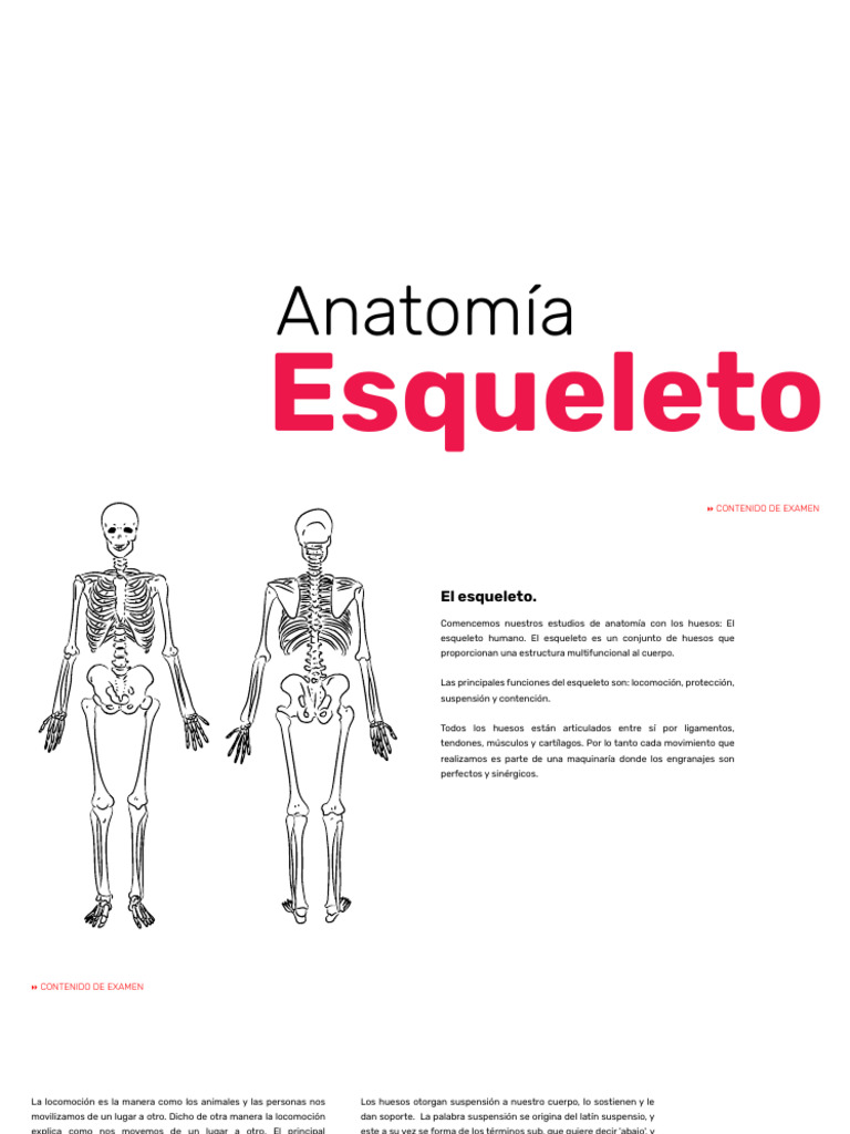01 Esqueleto | Descargar gratis PDF | Esqueleto | Vértebra