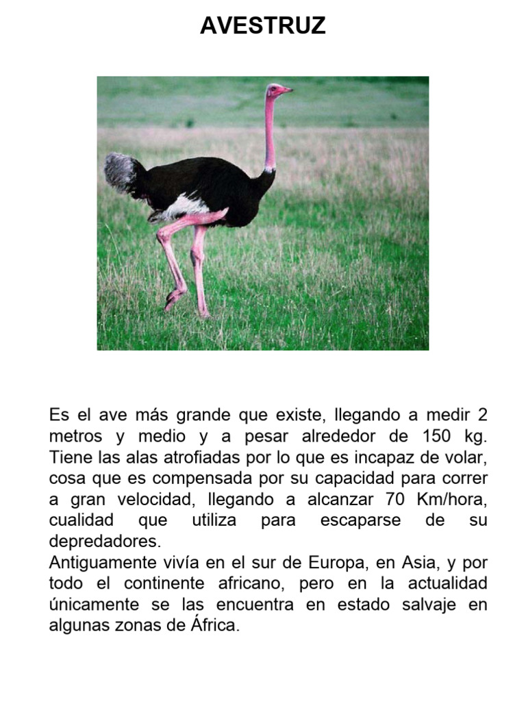 Avestruz | PDF
